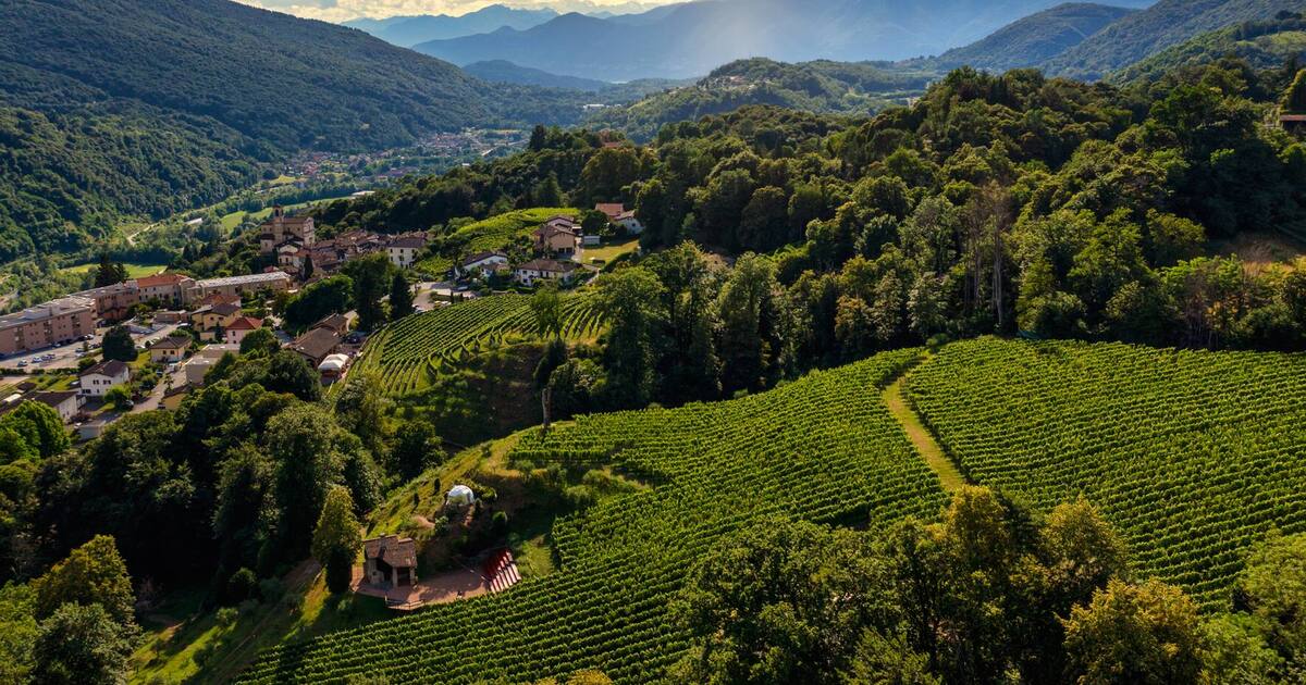 Tamborini: Wie ein Tessiner Weingut den Merlot perfektioniert hat